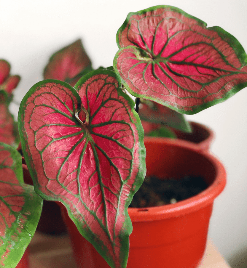 4 Dragon Heart Caladium Bulbs for Planting, Red Fancy Leaf Caladiums ...