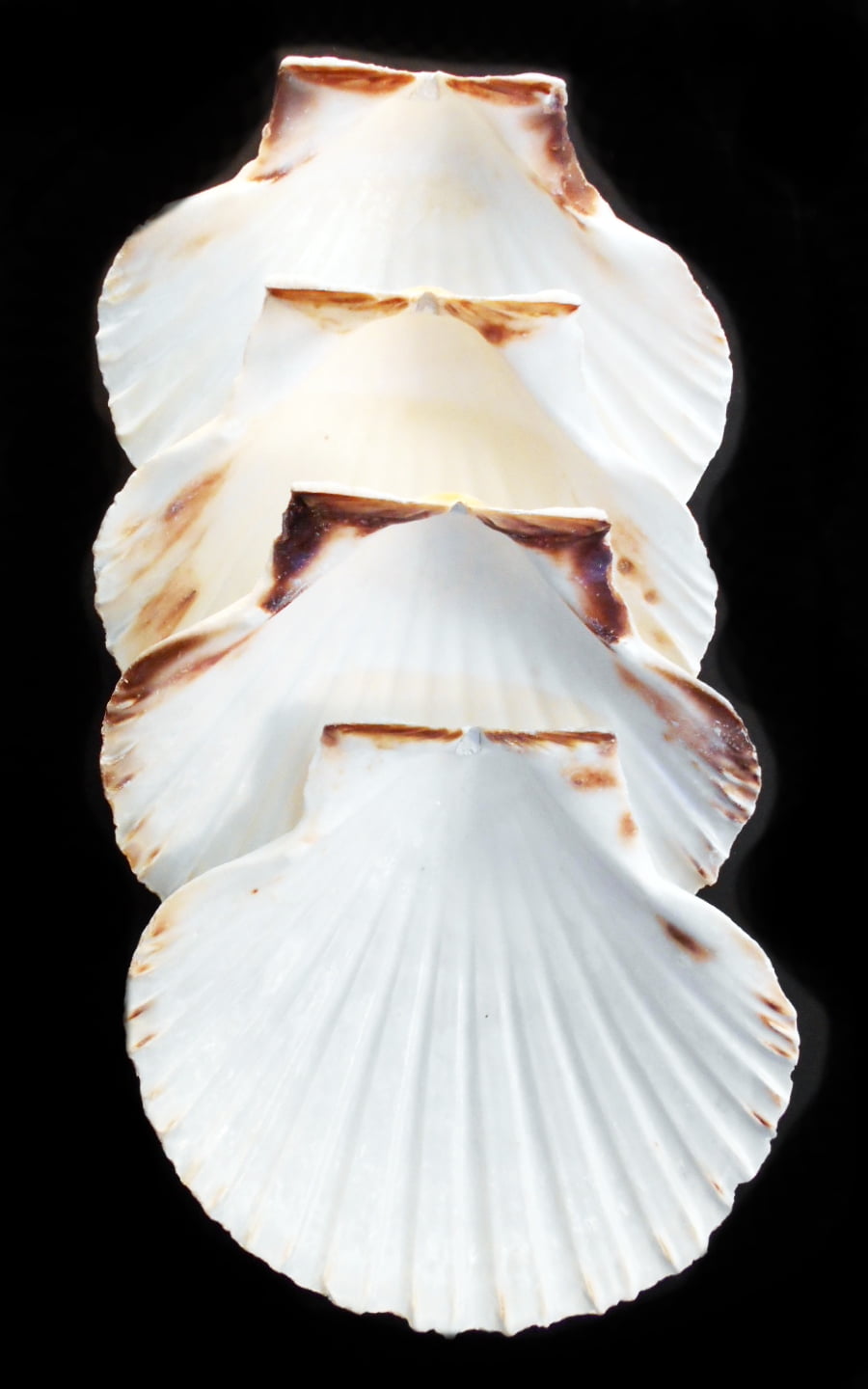 4 Extra Large Real Irish Baking Scallop Shells (4 1/2"- 4 7/8 ...