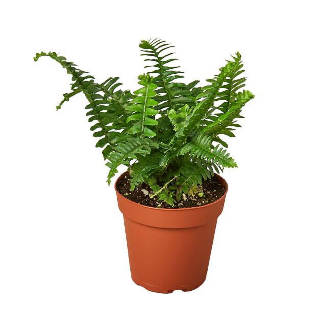 4-FERN-JESTER.CROWN Jesters Crown Fern Plant in 4 in. Pot - Walmart.com