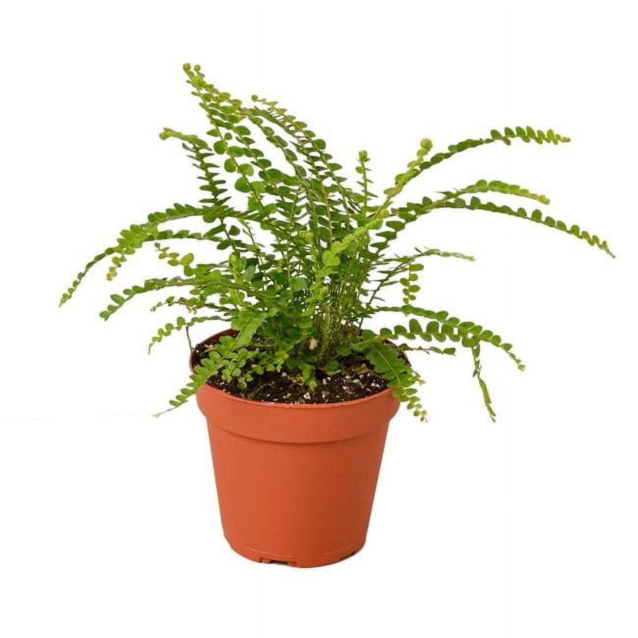 4-FERN-LEMON.BUTTON Lemon Button Fern Plant in 4 in. Pot - Walmart.com
