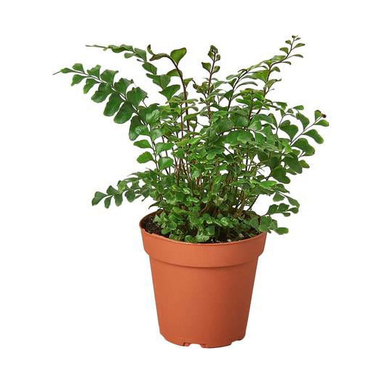 4-FERN-MAHOGANY Mahogany Fern Plant in 4 in. Pot - Walmart.com