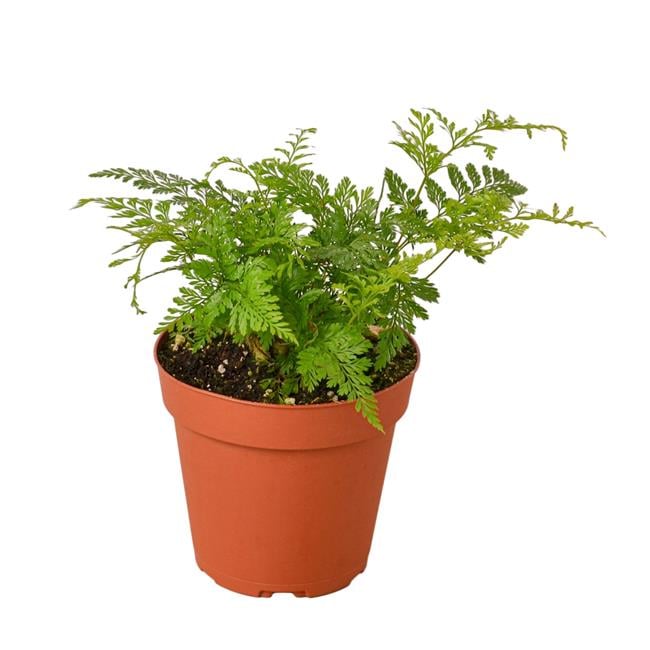 4-FERN-RABBIT.FOOT Rabbits Foot Fern Plant in 4 in. Pot - Walmart.com