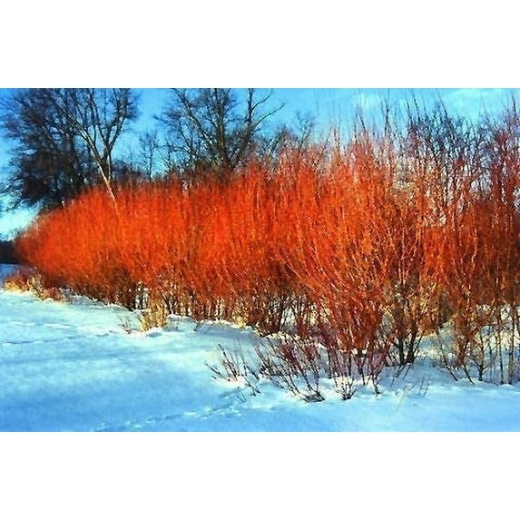 Garden Flame Willow Tree Cuttings - 4 Vibrant Orange and Red Bark Trees to Grow - Walmart.com