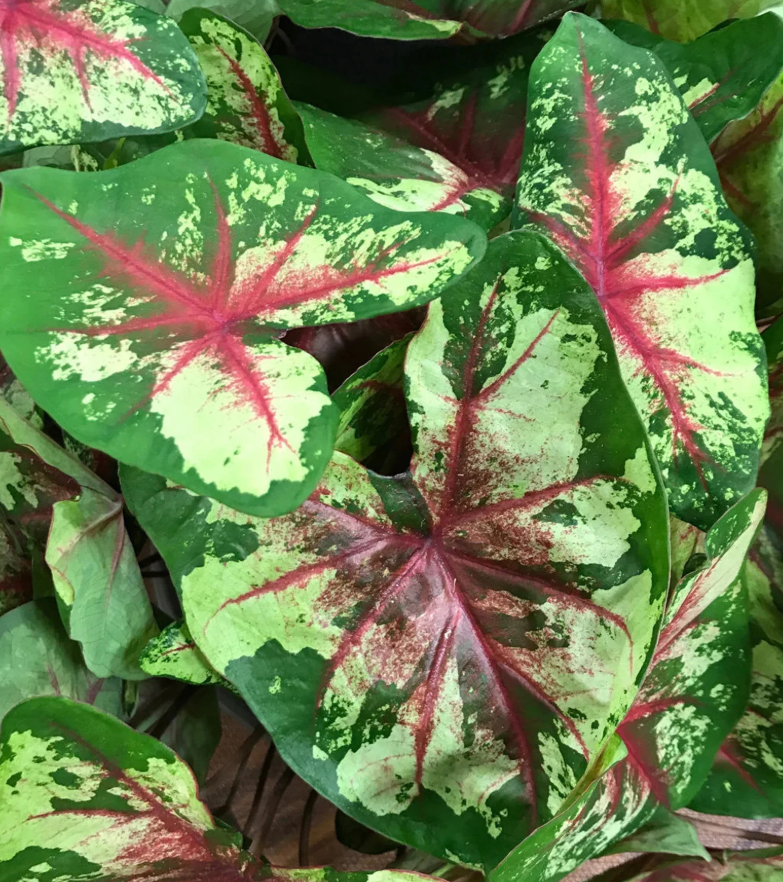 4 Flatter Me Caladium Bulbs for Planting, Bicolor Fancy Leaf Caladiums ...