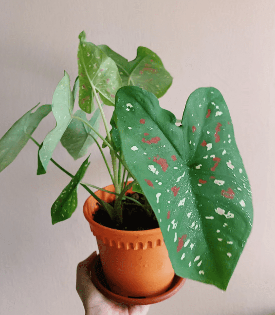 4 Florida Clown Caladium Bulbs for Planting, Green Fancy Leaf Caladiums ...