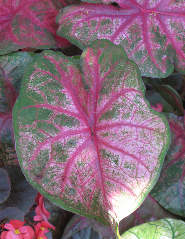 4 Florida Roselight Caladium Bulbs for Planting, Bicolor Fancy Leaf ...