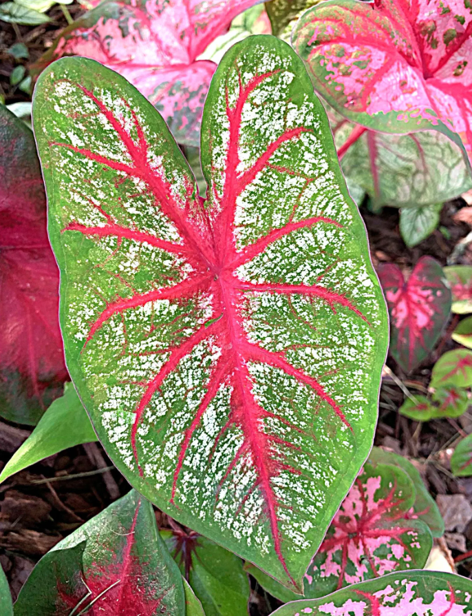 4 Florida Sunrise Caladium Bulbs for Planting, Bicolor Fancy Leaf ...