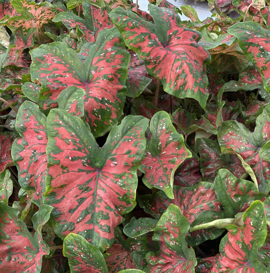 4 Freckles Caladium Bulbs for Planting, Bicolor Fancy Leaf Caladiums ...