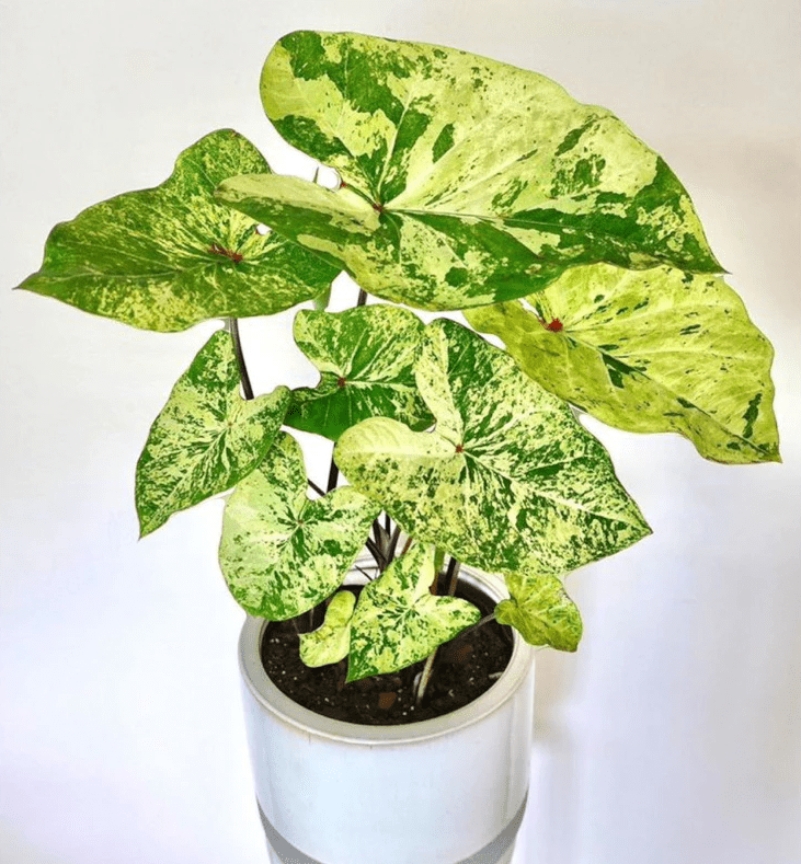 4 Frog in a Blender Caladium Bulbs for Planting, Green Fancy Leaf ...