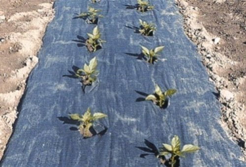 4 Ft. X 200 Ft. Black Biodegradable Planters Paper Mulch by Grower's ...