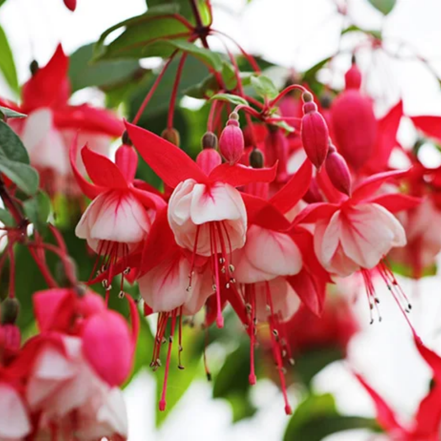 4 Fuschia Swingtime Plants Live, Fuchsia Flower Plants Live, 4 Inc ...