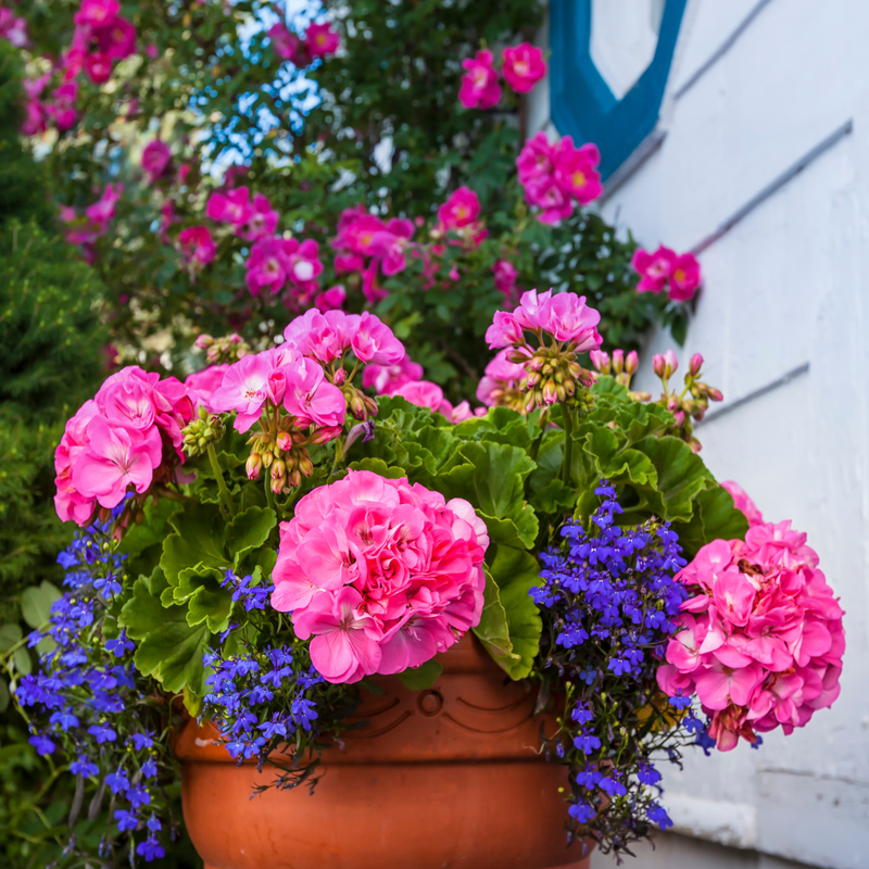 4 Geranium Plants Live, Pink Geranium Live Plants 3 to 6 Inc Tall ...