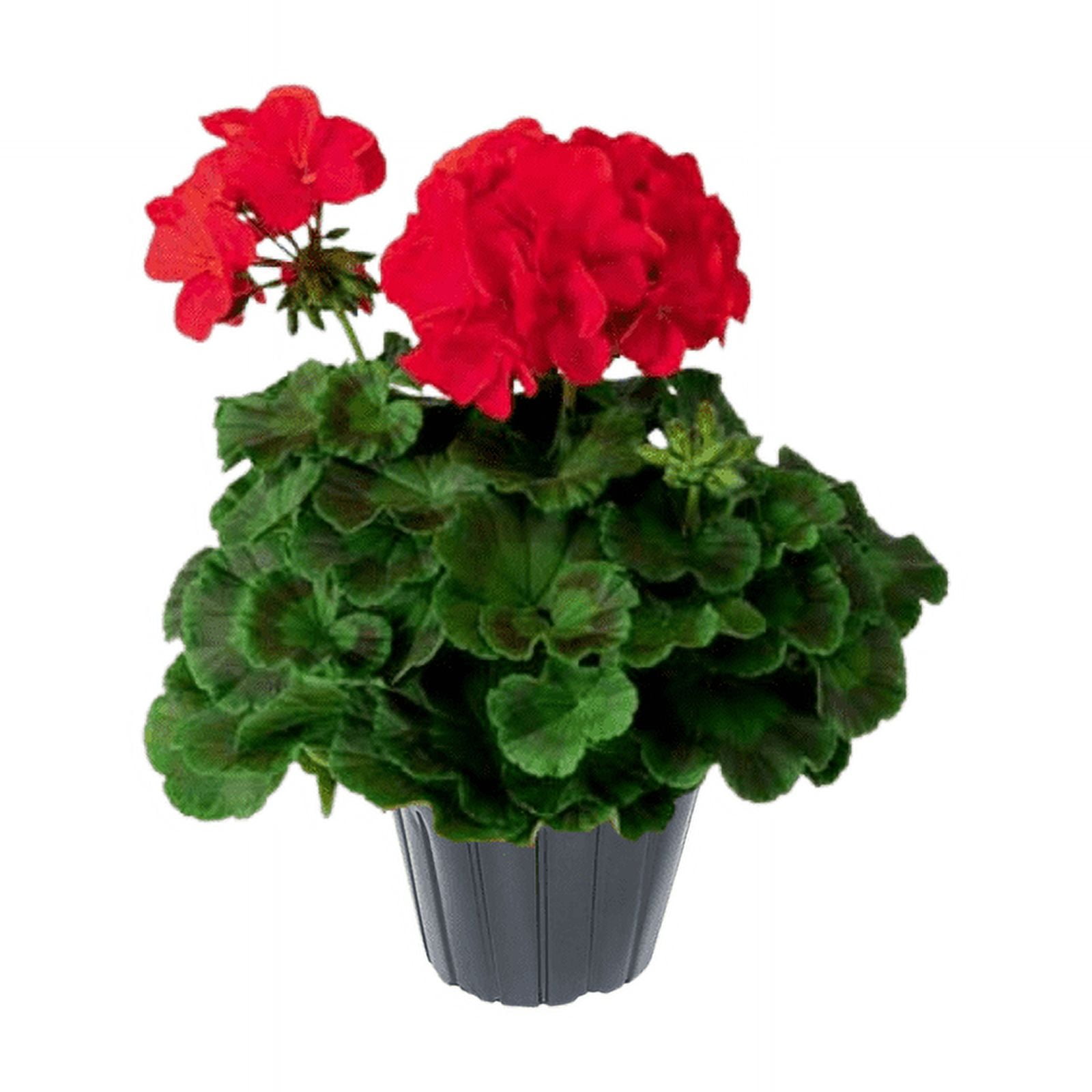 4 Geranium Plants Live, Red Geranium Live Plants 3 to 6 Inc Tall ...