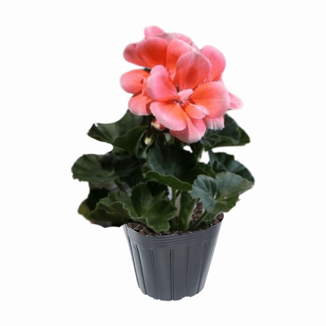 4 Geranium Plants Live, Salmon Geranium Live Plants 3 to 6 Inc Tall ...