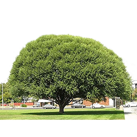 Fast Growing Trees For Shade