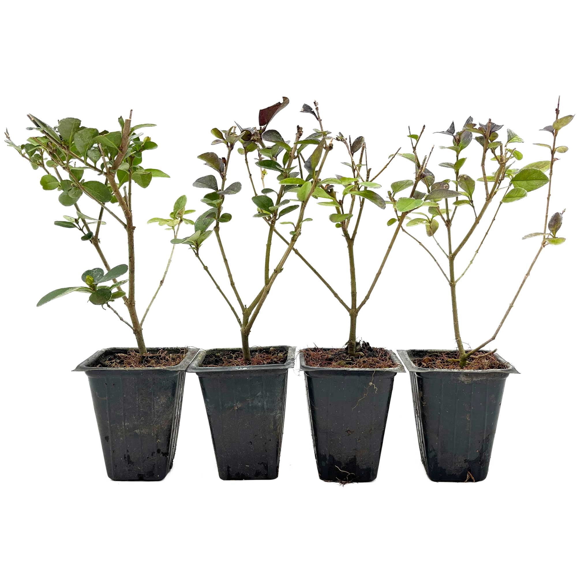 4 Golden Vicary Privet – Fast-Growing Golden Hedge Shrub for Privacy ...