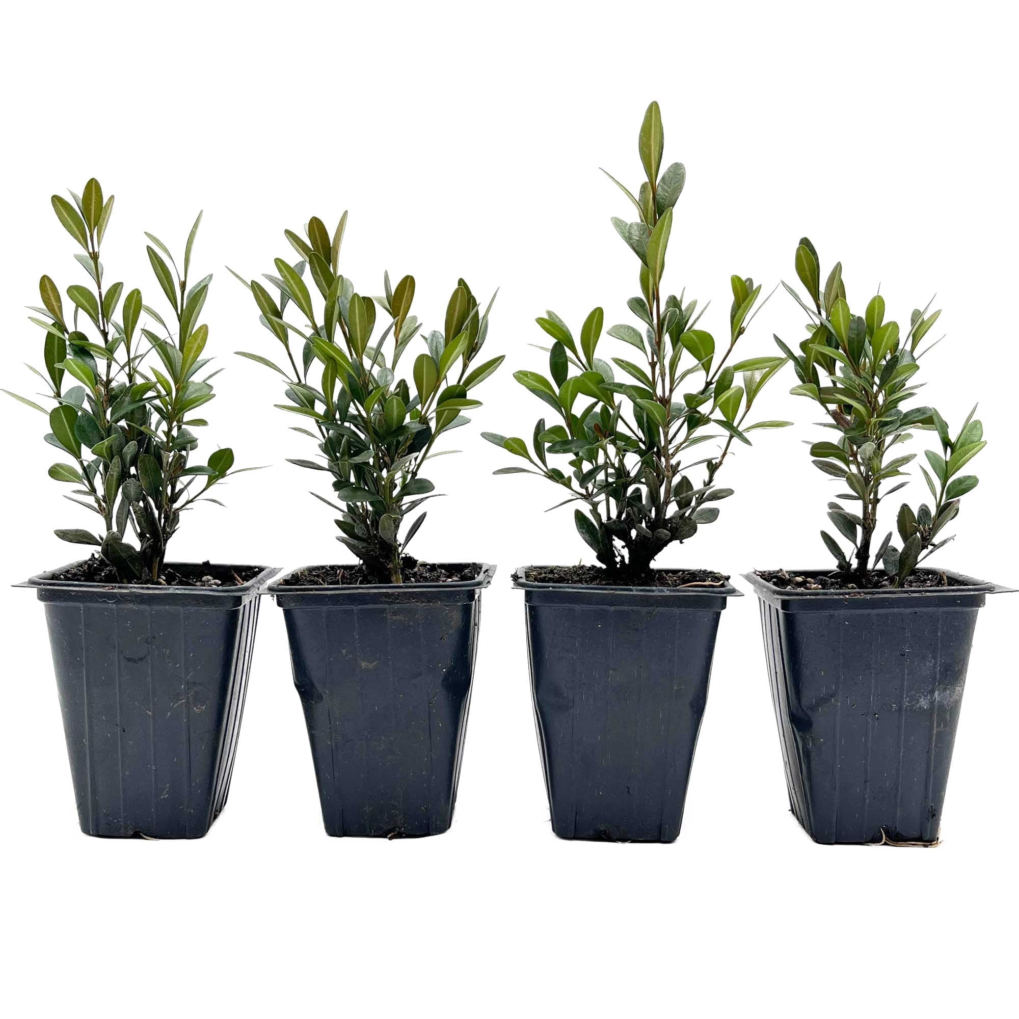 4 Green Gem Boxwood – Compact Rounded Evergreen Shrub for Low Hedges ...
