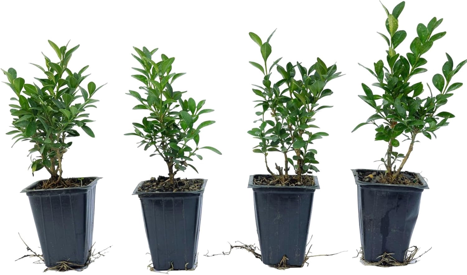 4 Green Velvet Boxwood, Live Plants (Buxus ‘Green Velvet’) – Compact ...