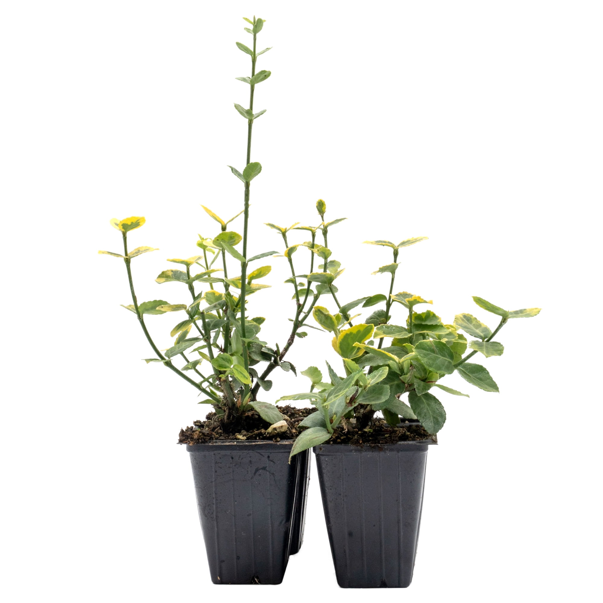 4 Green ‘n’ Gold Euonymus – Variegated Evergreen Shrub for Groundcover ...