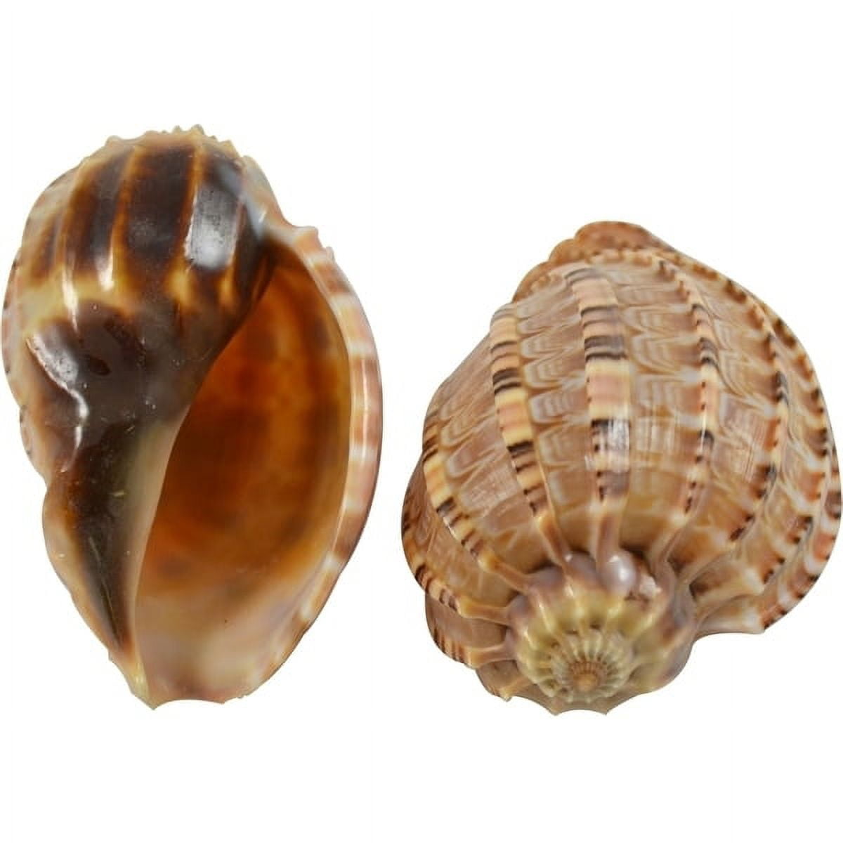 4 Harpa Major Seashells 3-4" (Set of 4) - Walmart.com