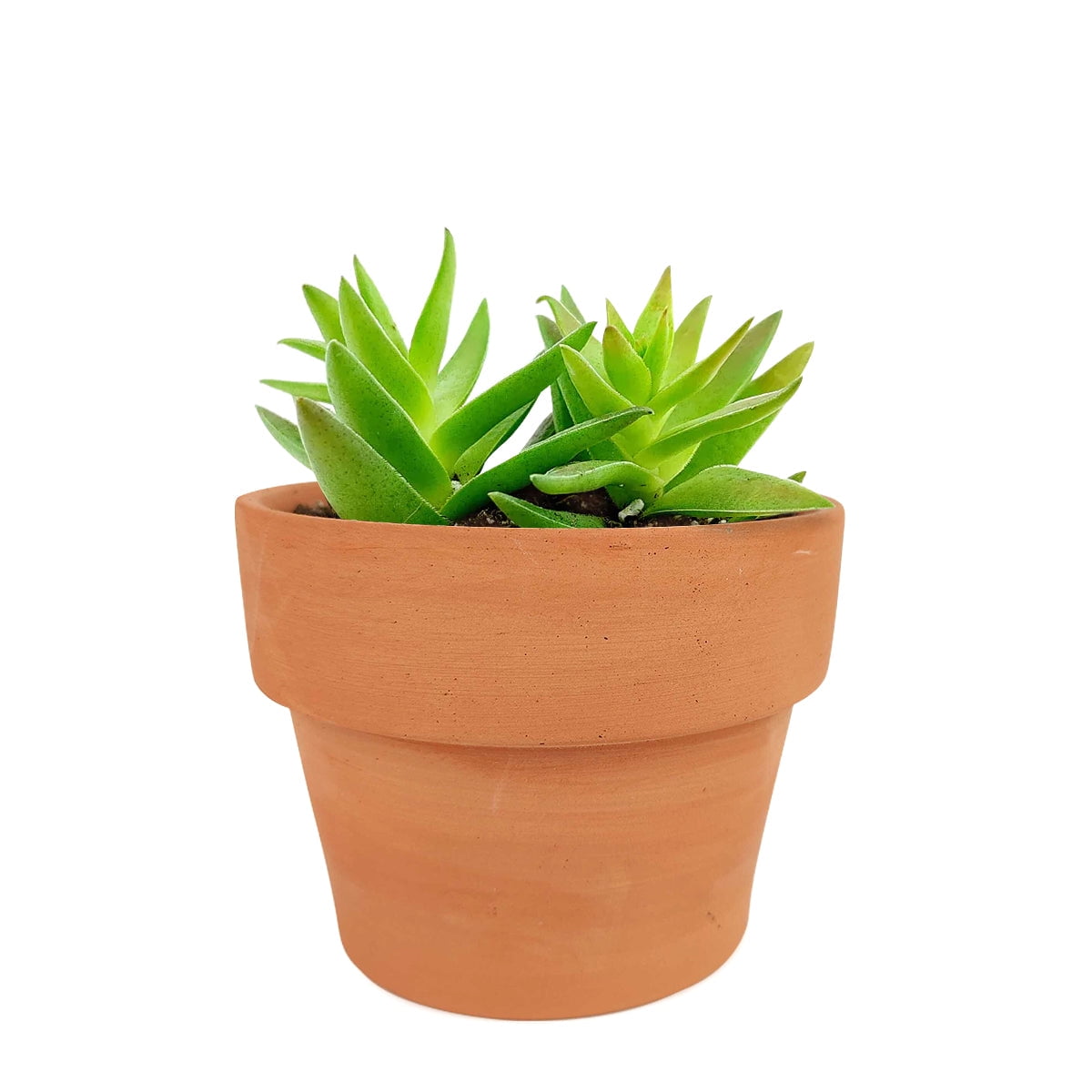 4" Healthy Red Pagoda Shark Tooth Succulent Plant with Clay Pot ...