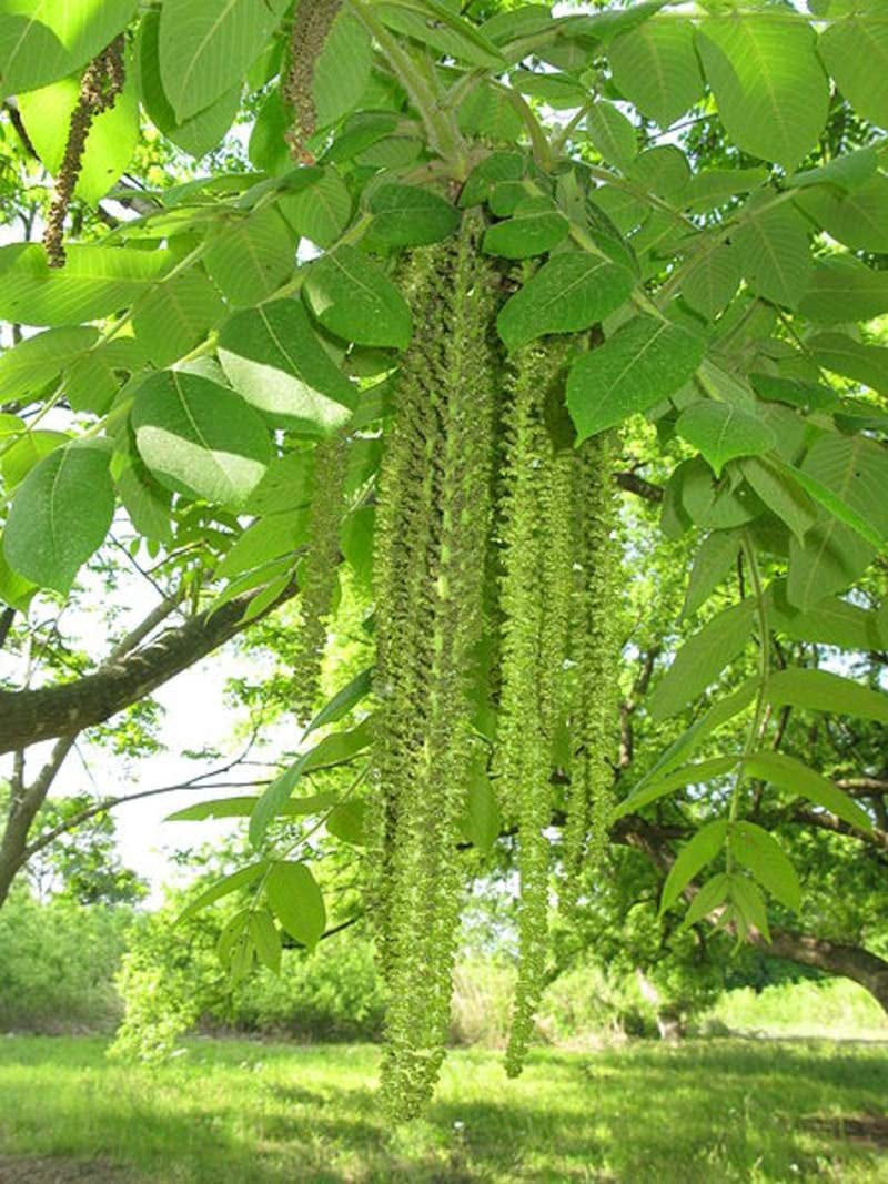CZ Grain 4 Heartnut Tree Seeds, Heart Shaped Fruit - Walmart.com