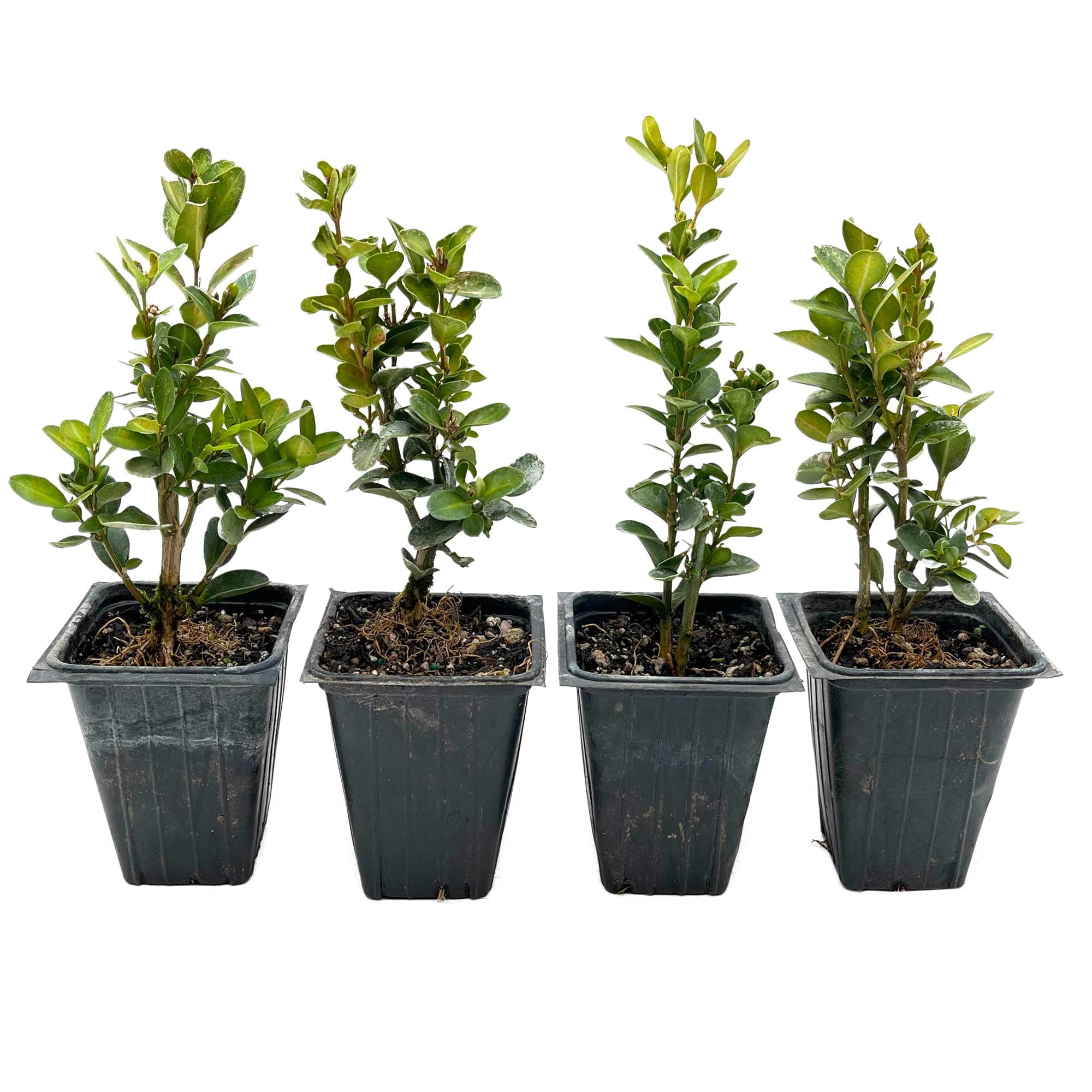 4 Highlander Boxwood – Fast-Growing Upright Evergreen Shrub for Privacy ...