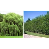 4 Huge 5 Foot Tall Hybrid Willow Cuttings - Walmart.com