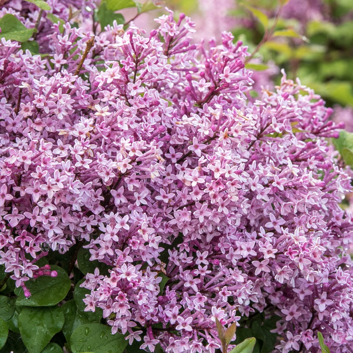 Be Right Back Reblooming Lilac Shrub Deciduous Flowering Starter Shrub ...
