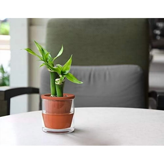 4 Inch Design Self Watering Pot for Indoor Plants, Terracotta Planter ...