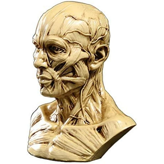 4-Inch Portable Human Model Craft Anatomy Skull Head Muscle Bone ...