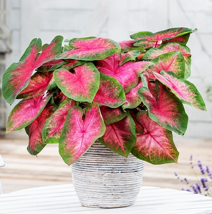 4 John Peed Caladium Bulbs for Planting, Bicolor Fancy Leaf Caladiums ...