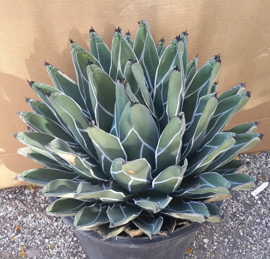 4 King Ferdinand Agave – Live Plants in 2.5" Nursery Cubes | Agave ...