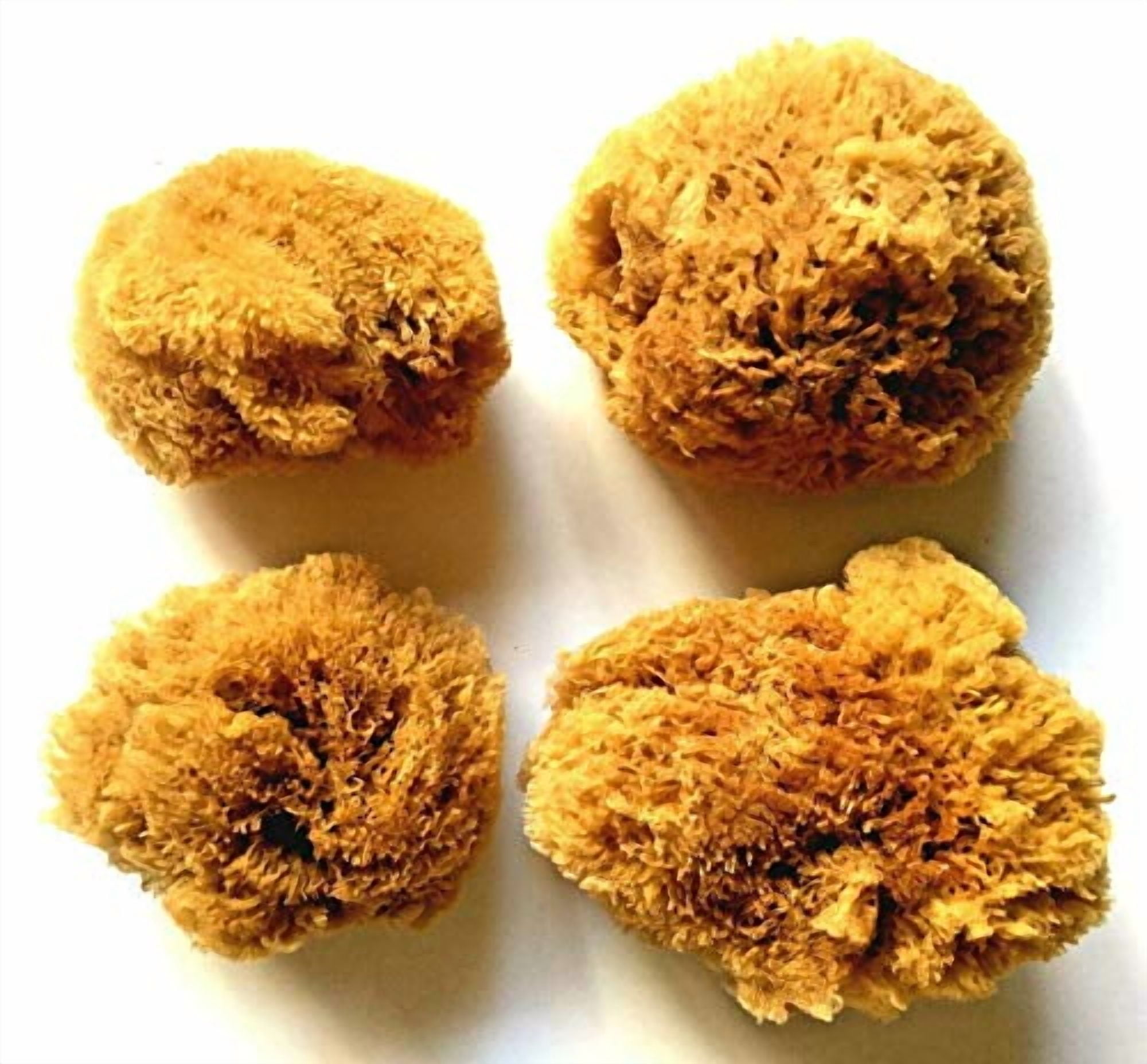 4 Large Natural Ocean Sea Sponges for Arts and Crafts, Great for ...