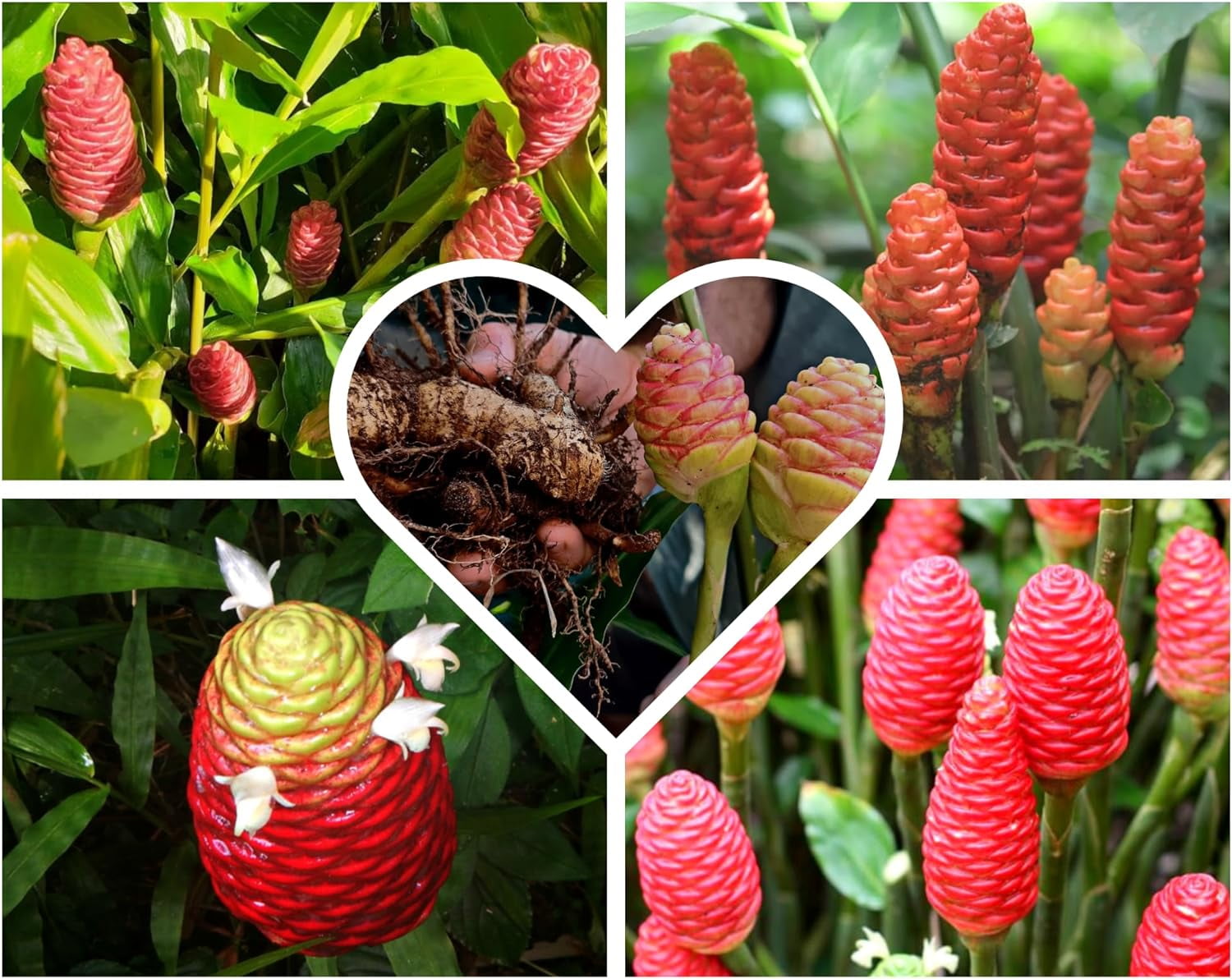 4 Large Zingiber Zerumbet Roots for Planting, Red Lily Flowers Bulbs ...