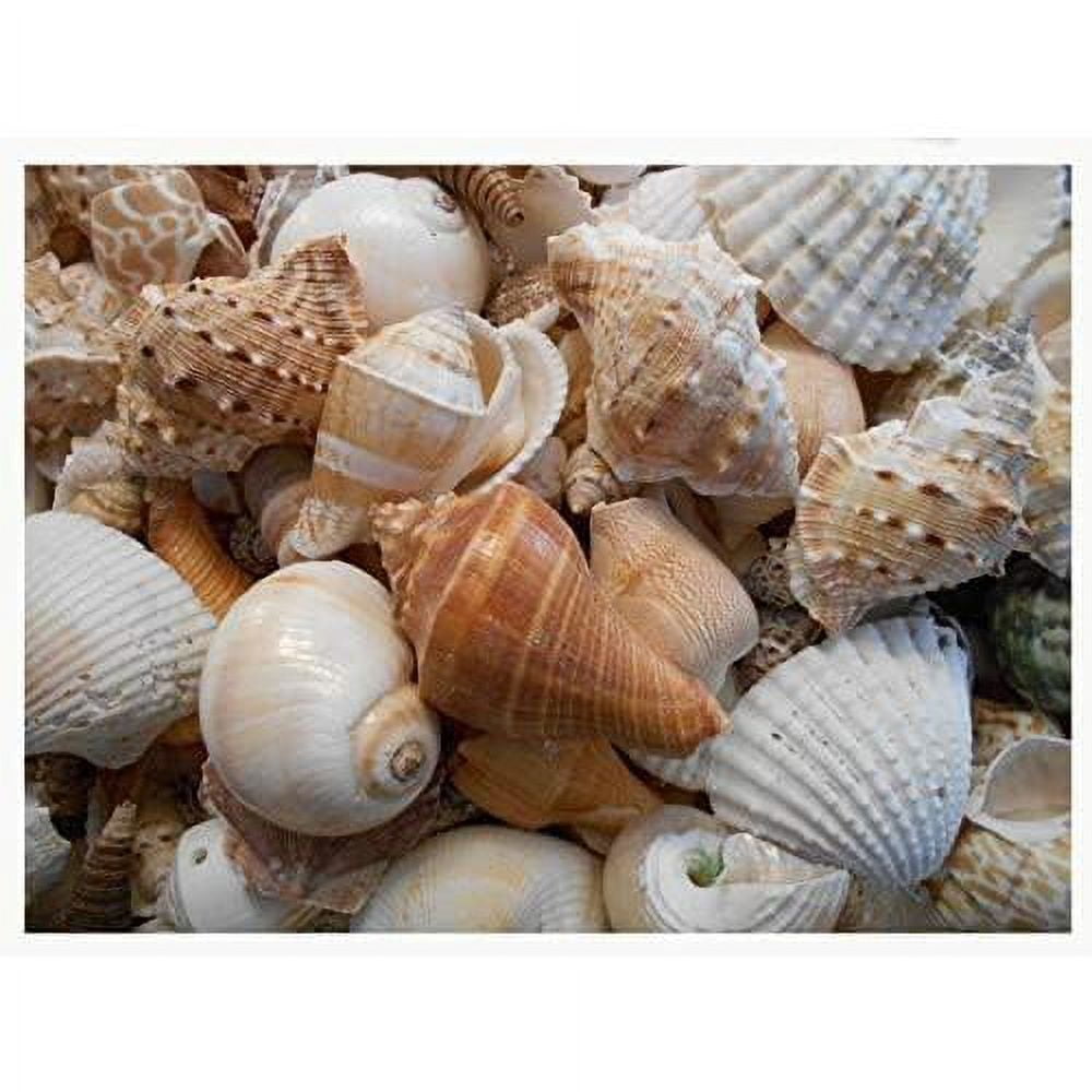 4 lbs Large Indian Ocean Shell Mix Seashells Beach Cottage Decor ...