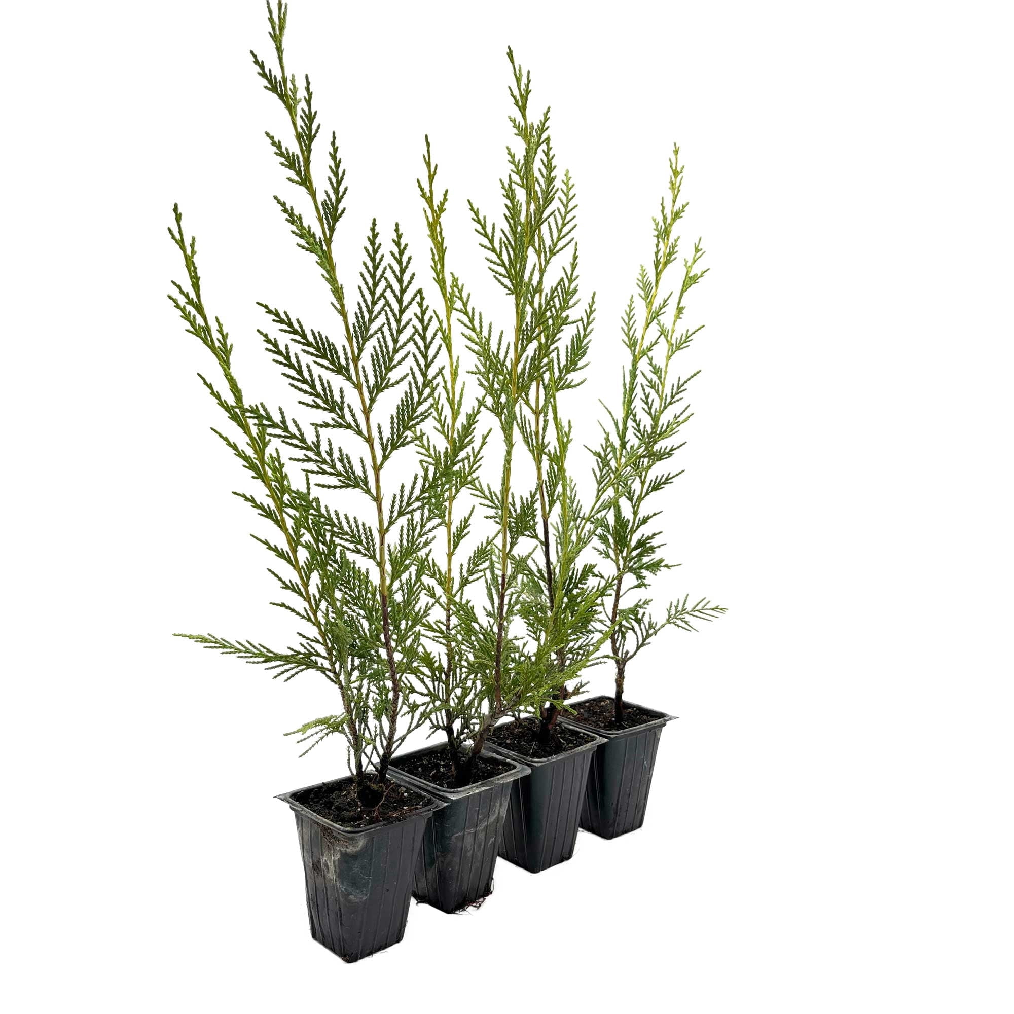 4 Leyland Cypress – Fast-Growing Tall Evergreen Conifer Tree with Dense ...