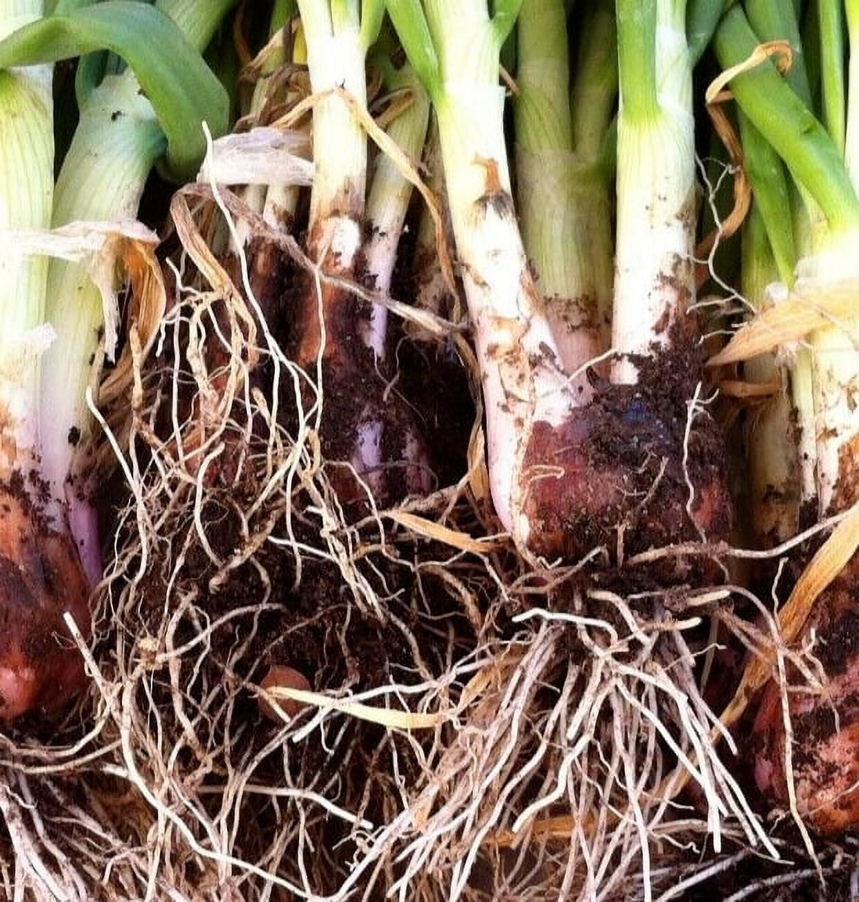 4 Live Egyptian Walking Onion Rare Plants Heirloom Onions Organic Fall ...