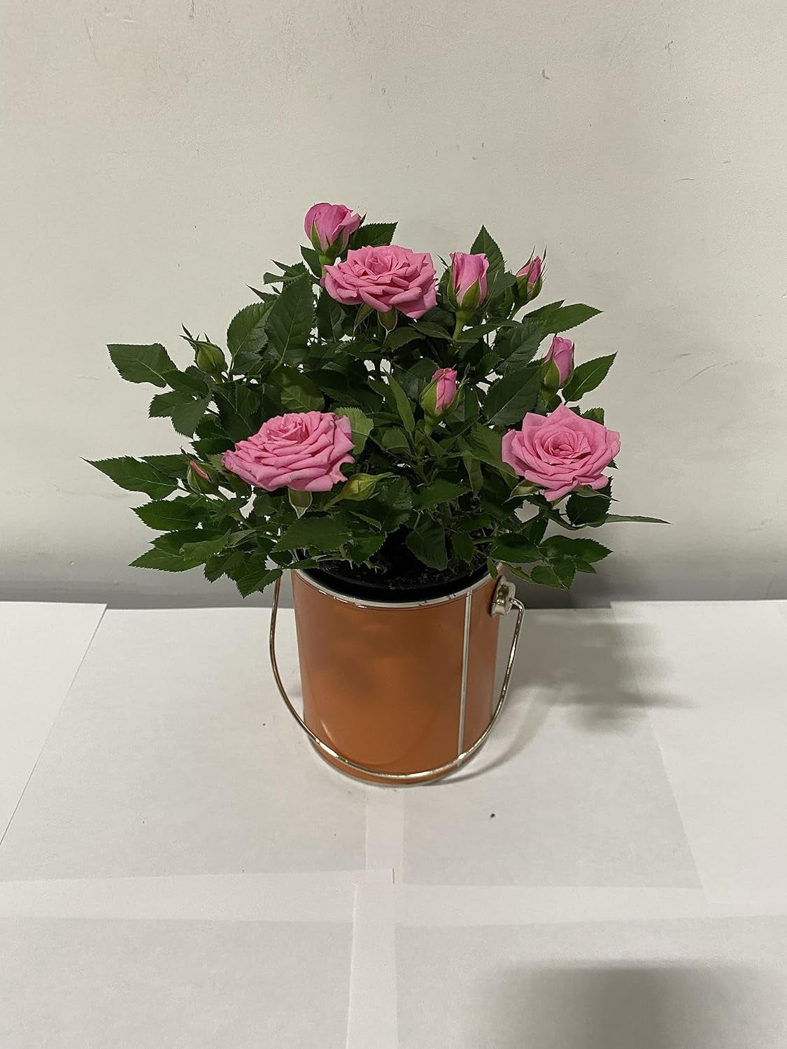 4" Live Mini Pink Rose Bush in 4" Orange Paint Can Gift Container ...