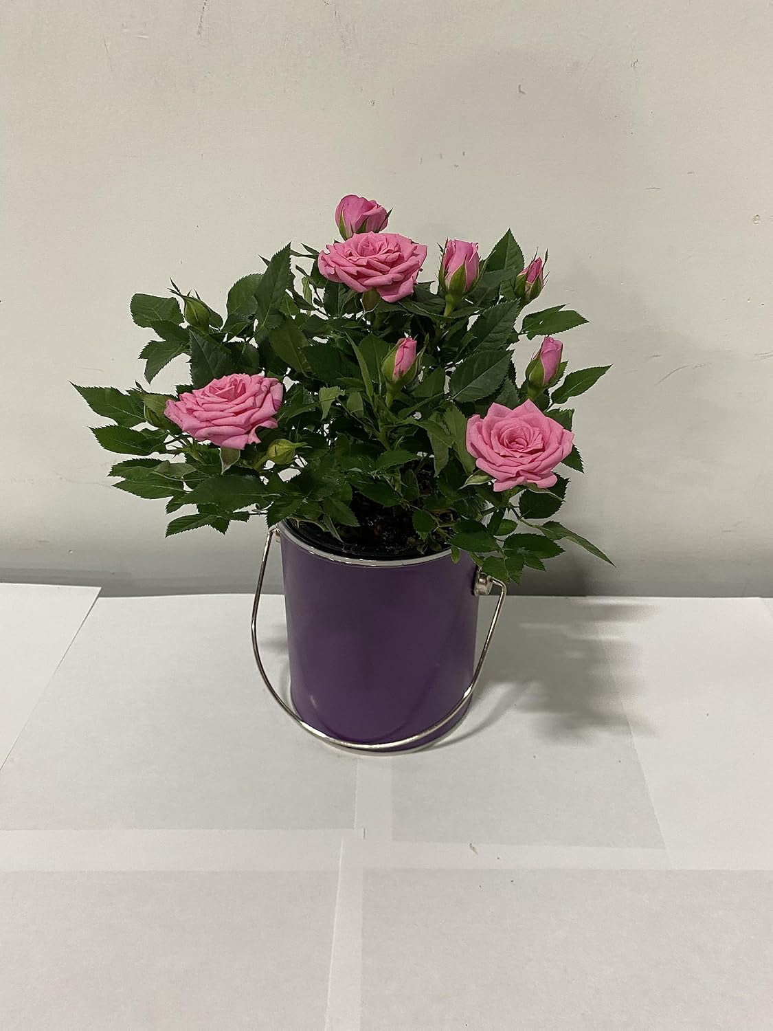 4" Live Mini Pink Rose Bush in 4" Purple Paint Can Gift Container ...