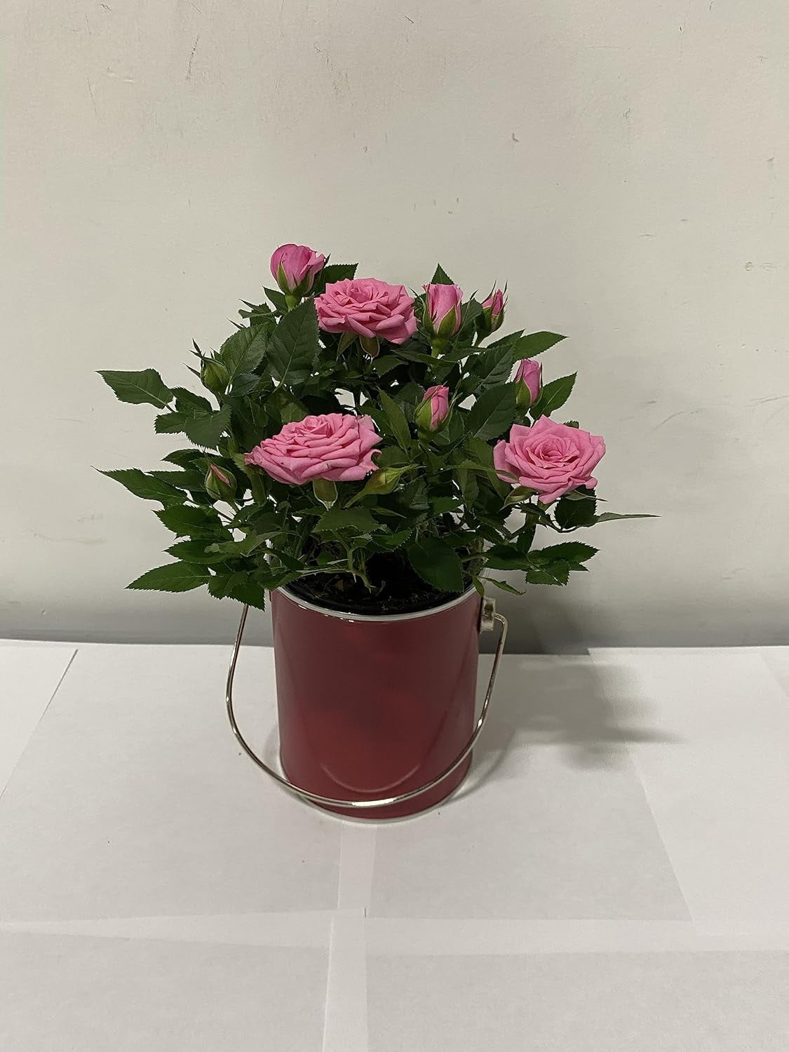 4" Live Mini Pink Rose Bush in 4" Red Paint Can Gift Container ...