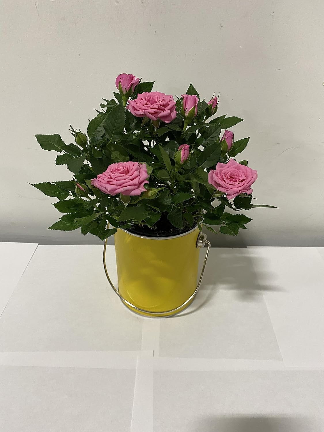 4" Live Mini Pink Rose Bush in 4" Yellow Paint Can Metal Gift Container ...