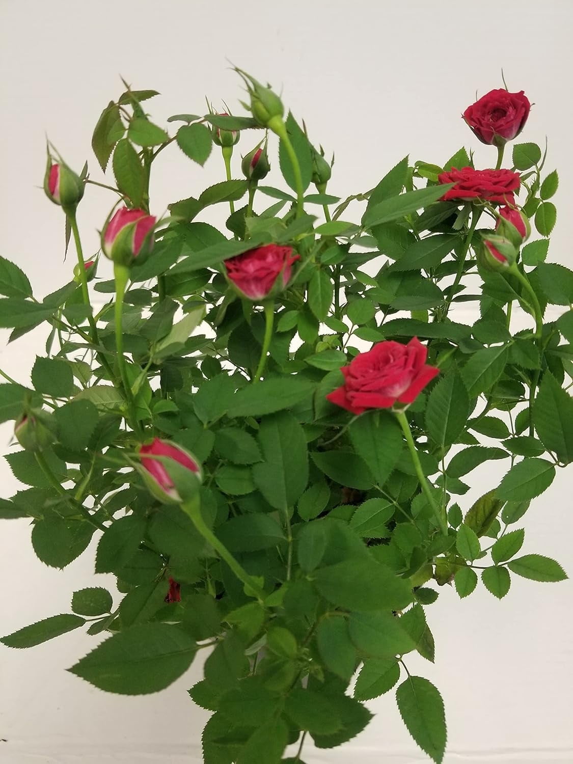 4" Live Mini Red Rose Bush in a 4" Plastic Grow Pot - 4" Inch Indoor ...