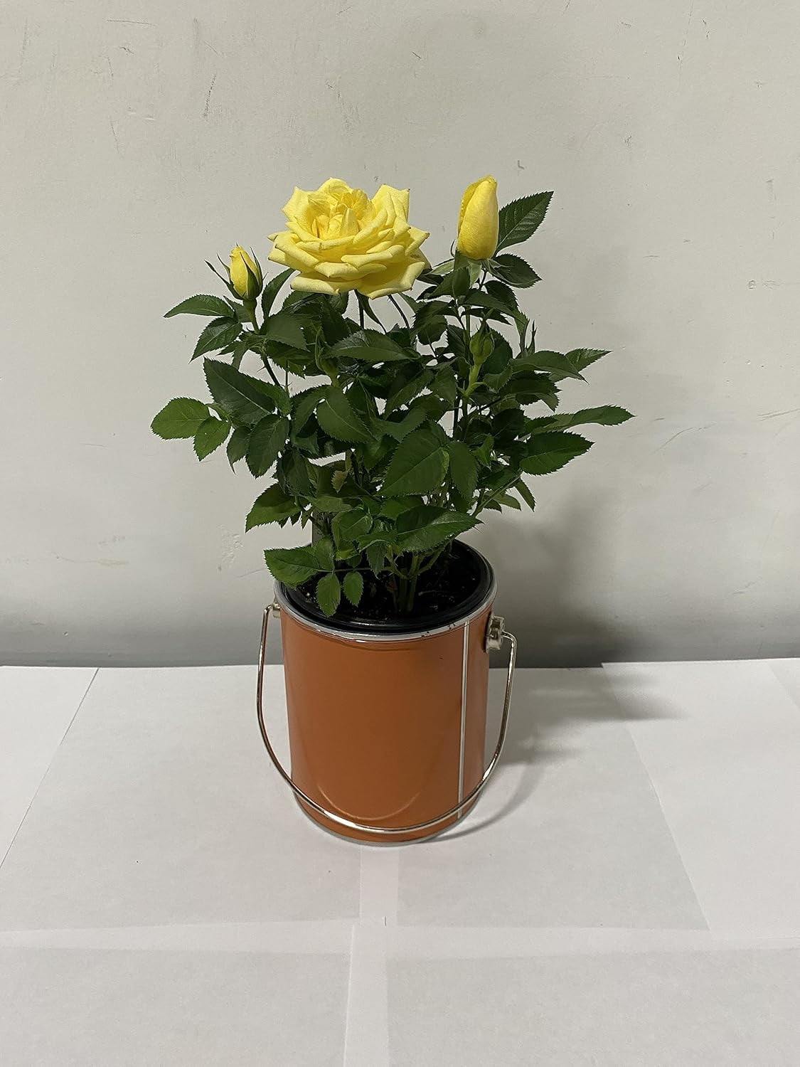 4" Live Mini Yellow Rose Bush in 4" Orange Paint Can Gift Container ...