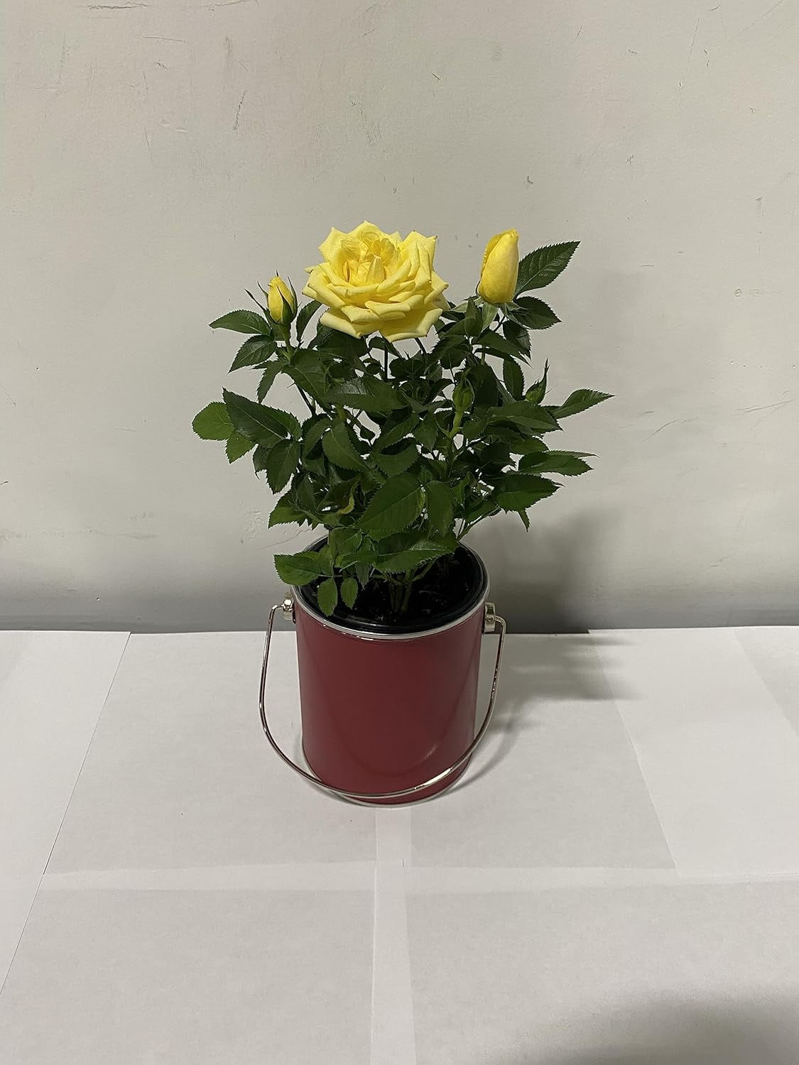 4" Live Mini Yellow Rose Bush in 4" Red Paint Can Gift Container ...