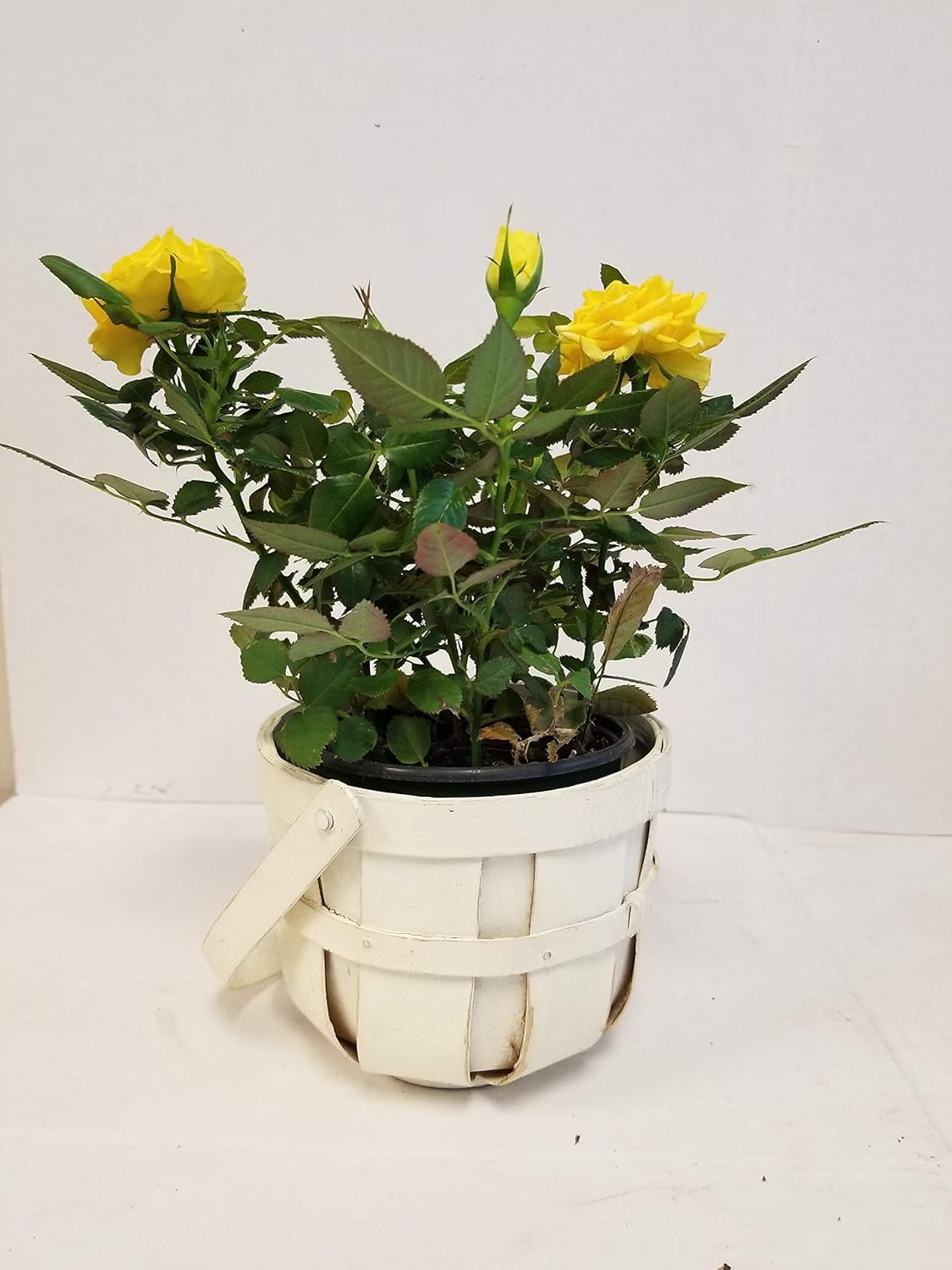 4" Live Mini Yellow Rose Bush in 4" Yellow Paint Can Gift Container ...