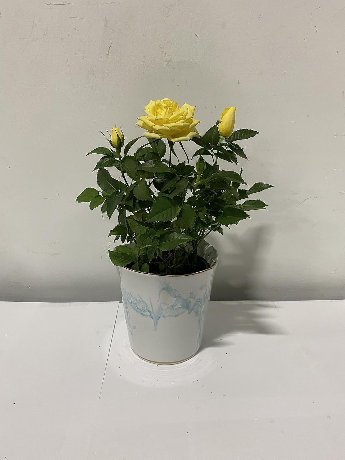 4" Live Mini Yellow Rose Bush in Blue Swirl Ceramic Gift Container ...