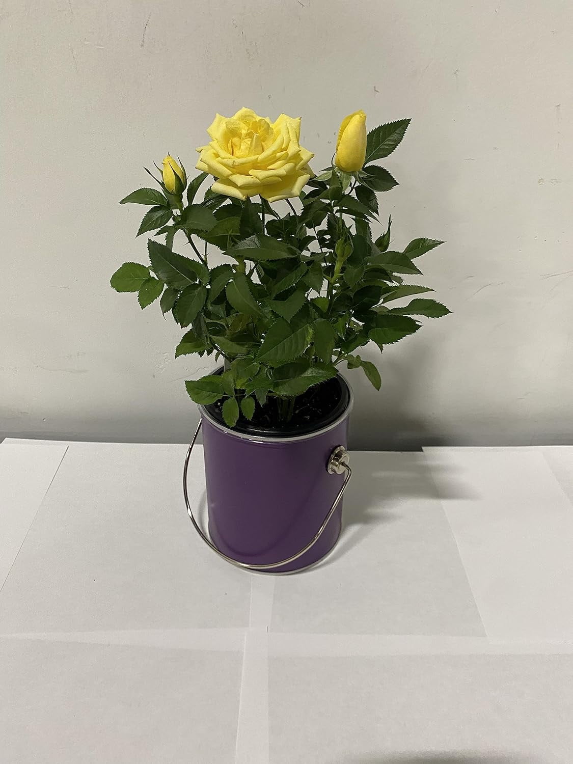 4" Live Mini Yellow Rose Bush in Purple Paint Can Gift Container ...
