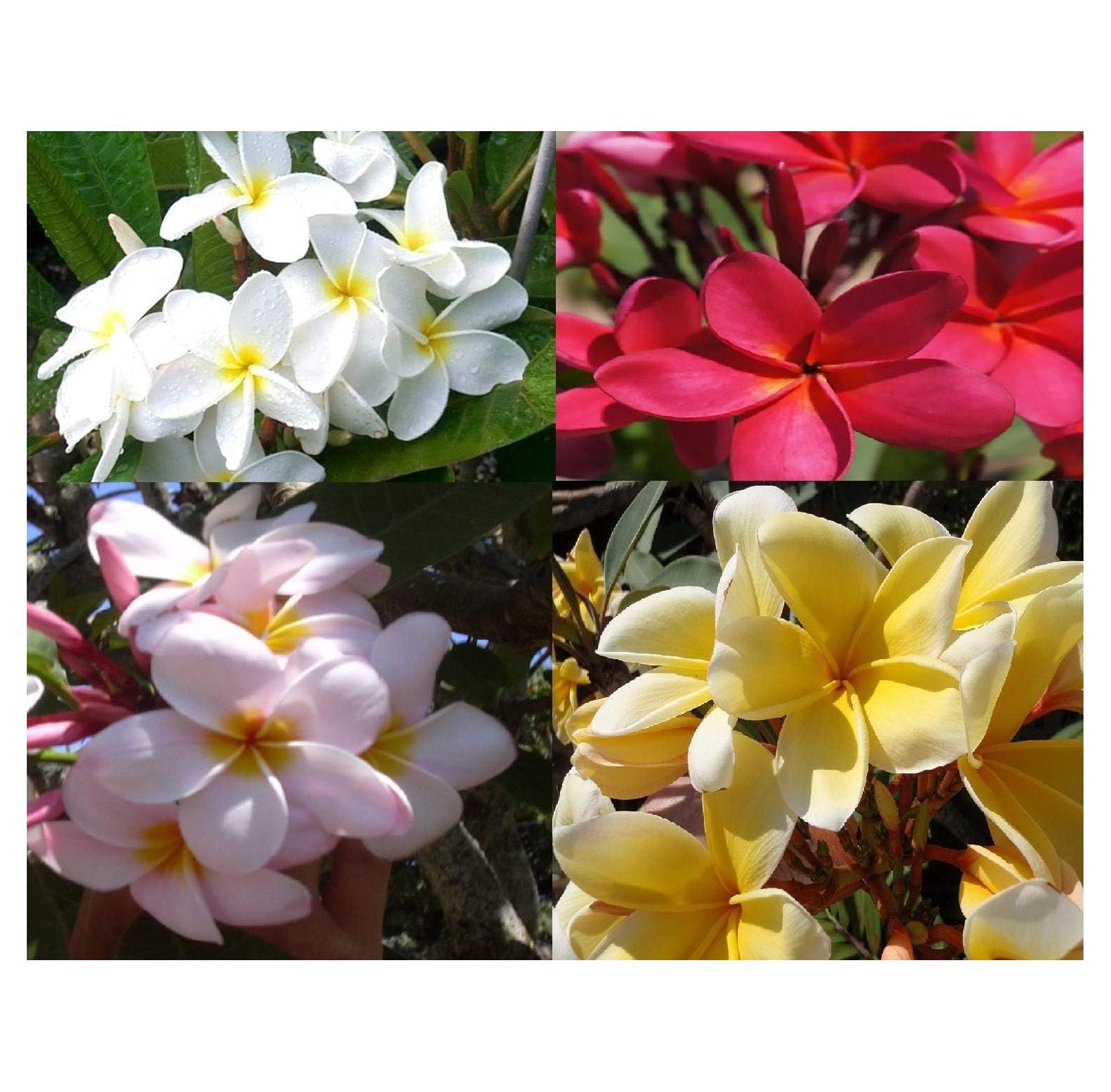 Live Tropical Mixed Hawaiian Plumeria Plant Cuttings, Red, Yellow ...
