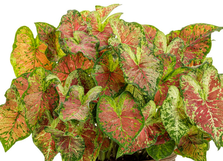 4 Mesmerized Caladium Bulbs for Planting, Bicolor Fancy Leaf Caladiums ...